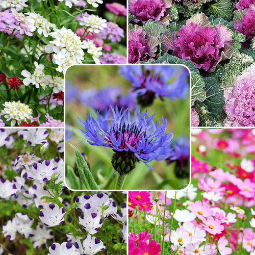 Elegant Flower Mix | Biocarve Seeds