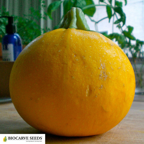 Squash Globe Round Yellow | Biocarve Seeds