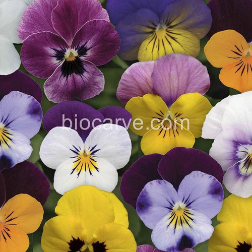 Pansy F1 Spring Matrix Mix | Biocarve Seeds