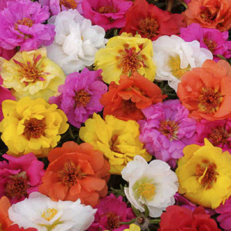 NM - Portulaca grandiflora Double Mix | Biocarve Seeds