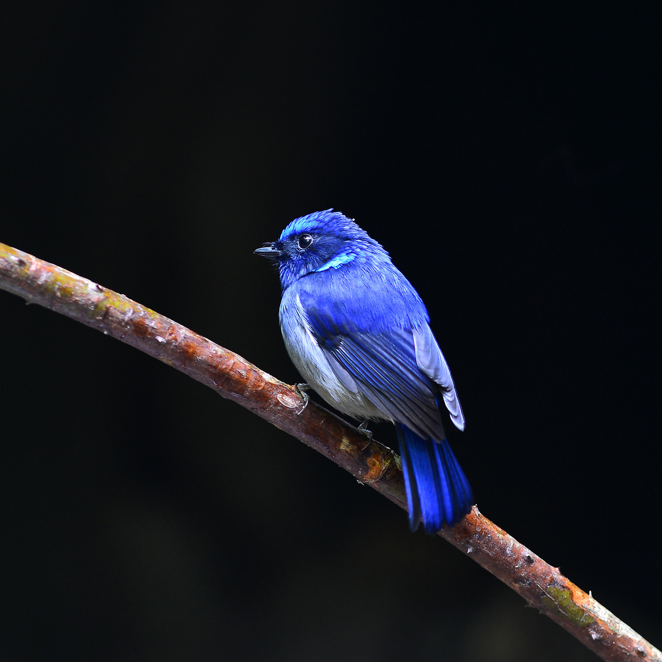 About | The Bluebird Con