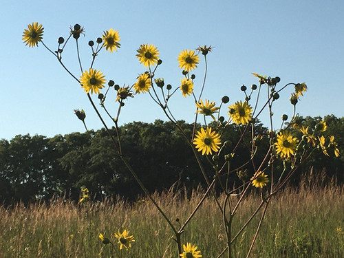 Prairie Dock | Local Native Plants
