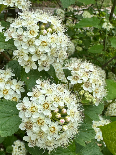 Prairie Ninebark | Local Native Plants