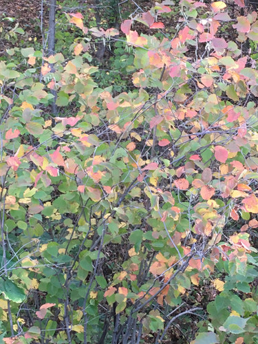 American Hazelnut | Local Native Plants