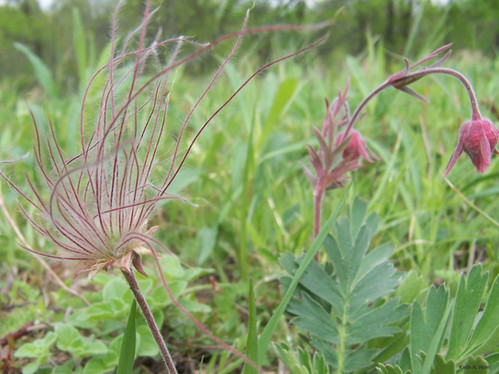 Prairie Smoke | Local Native Plants