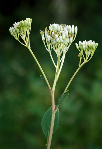 Pale Indian Plantain | Local Native Plants