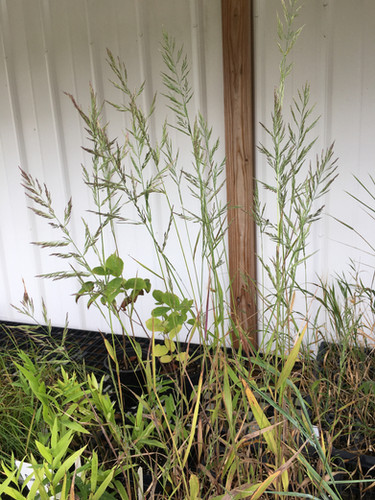 Wood Reed Grass | Local Native Plants