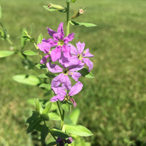 Winged Loosestrife | Local Native Plants