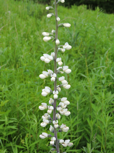 White Wild Indigo | Local Native Plants