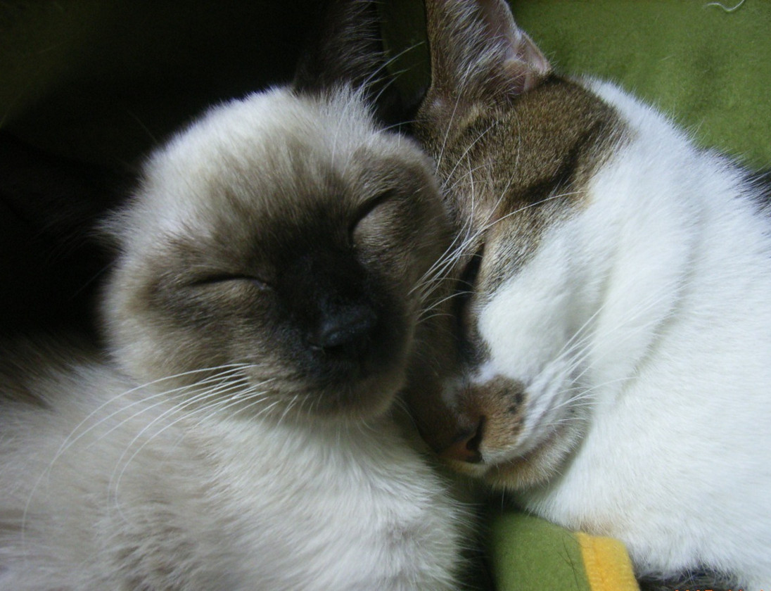 岡部動物病院 地域密着・予防医療 守口市