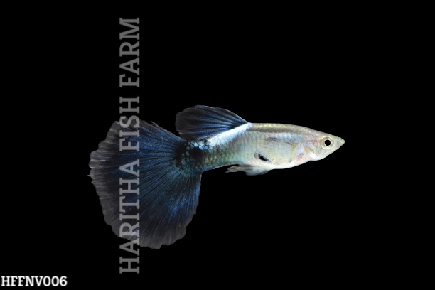New Varaieties | Harithafishfarm
