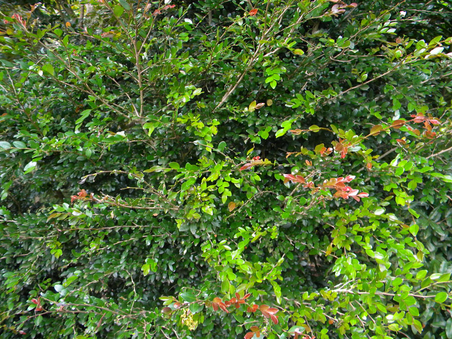 20 of the Best Container Shrubs