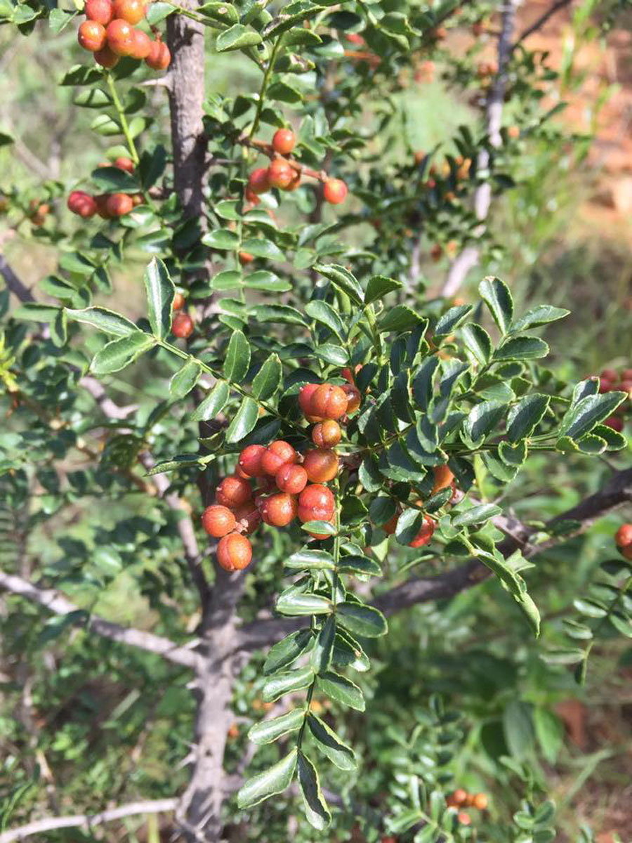 Zanthoxylum capense