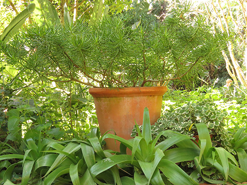20 of the Best Container Shrubs