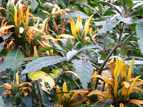 Start your Garden with easy-to-grow, water-wise Shrubs