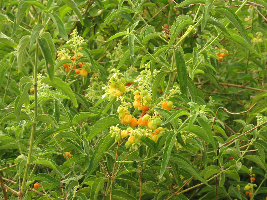 20 of the Best Container Shrubs