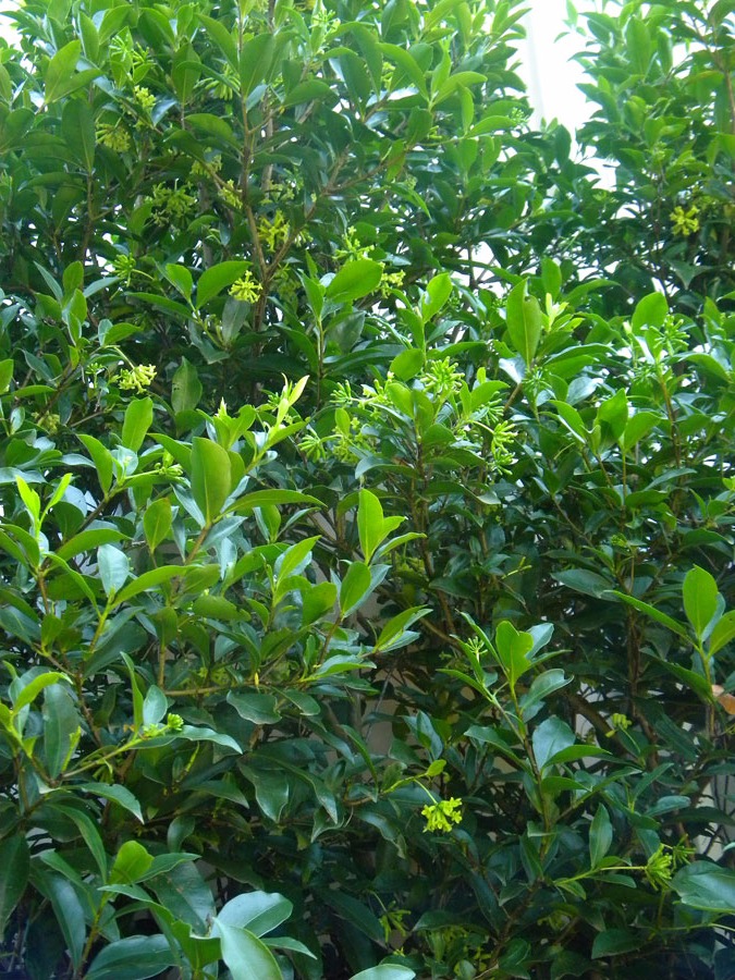 20 of the Best Container Shrubs