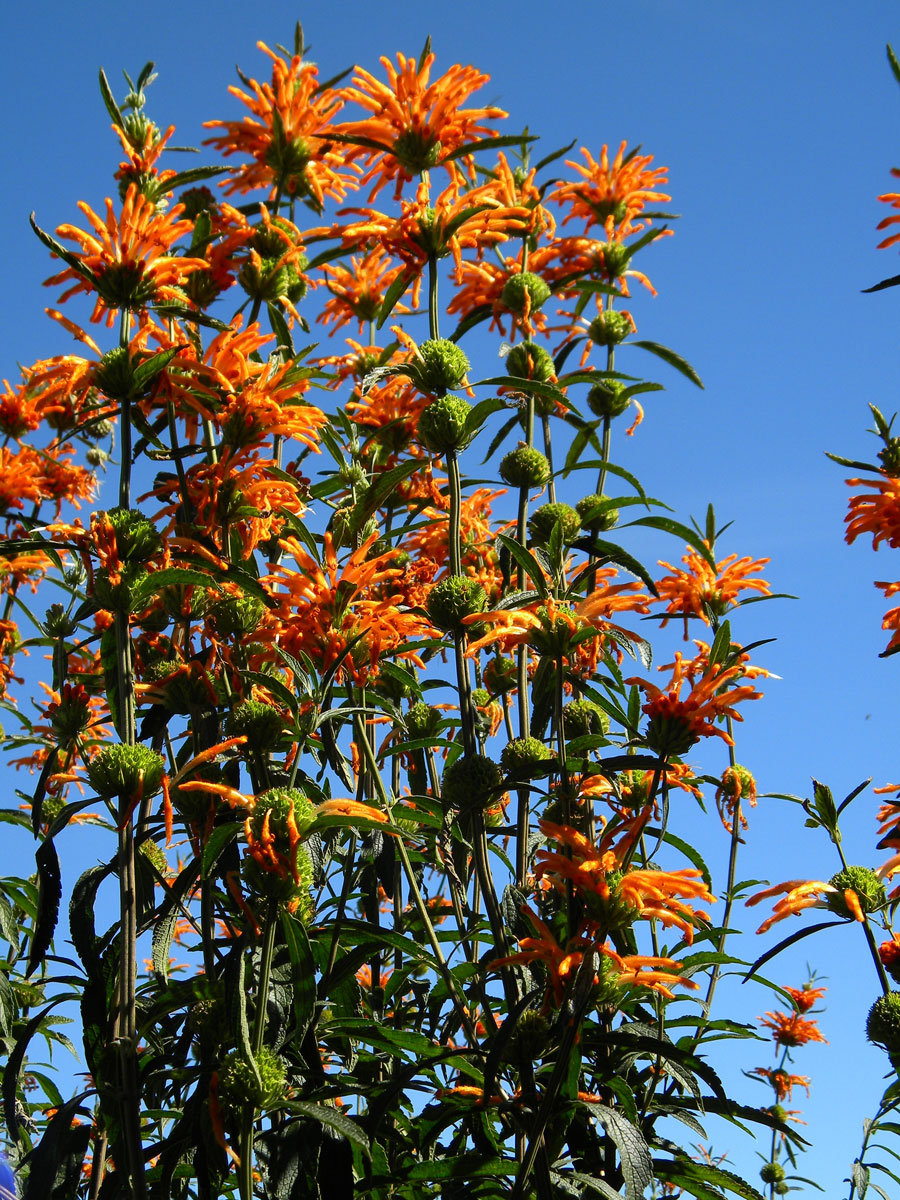 Leonotis leonurus