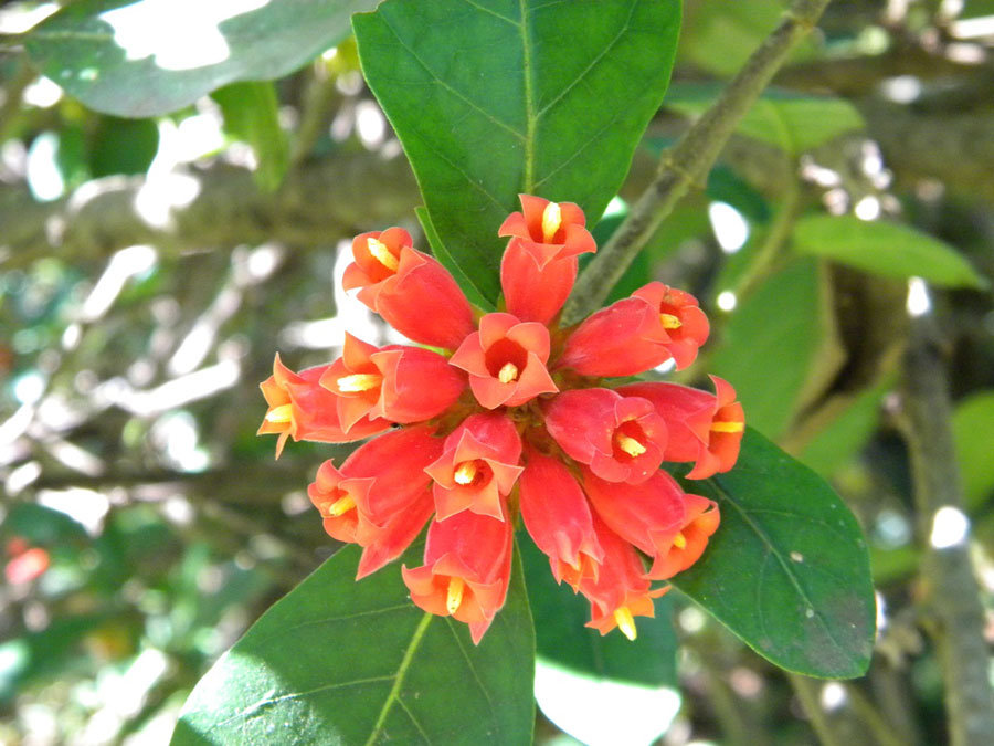 Burchellia bubalina
