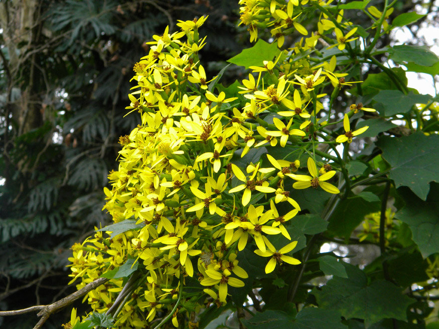 Senecio tamoides