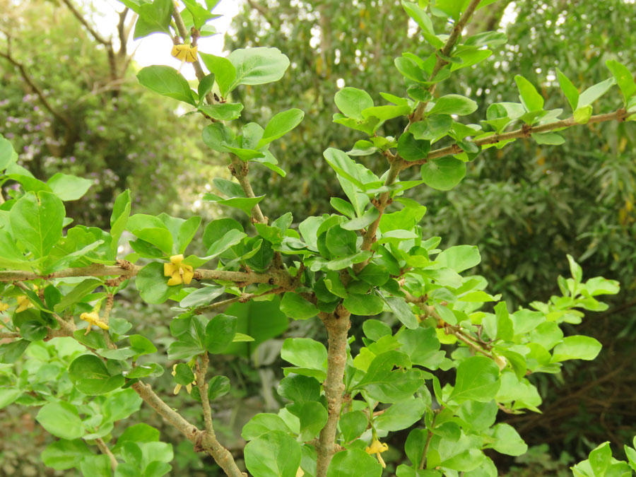 20 of the Best Container Shrubs
