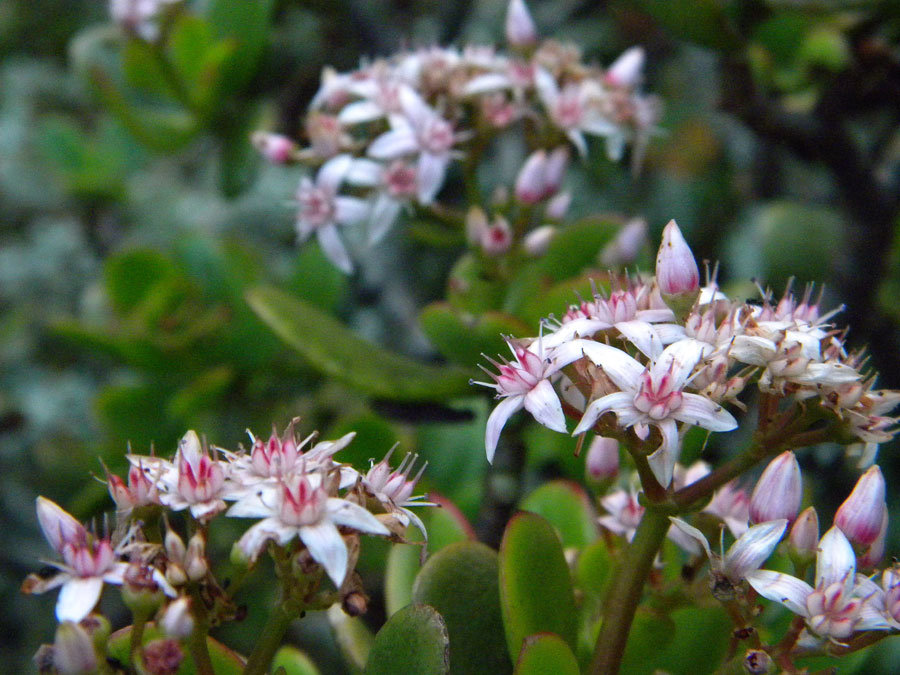 Crassula ovata