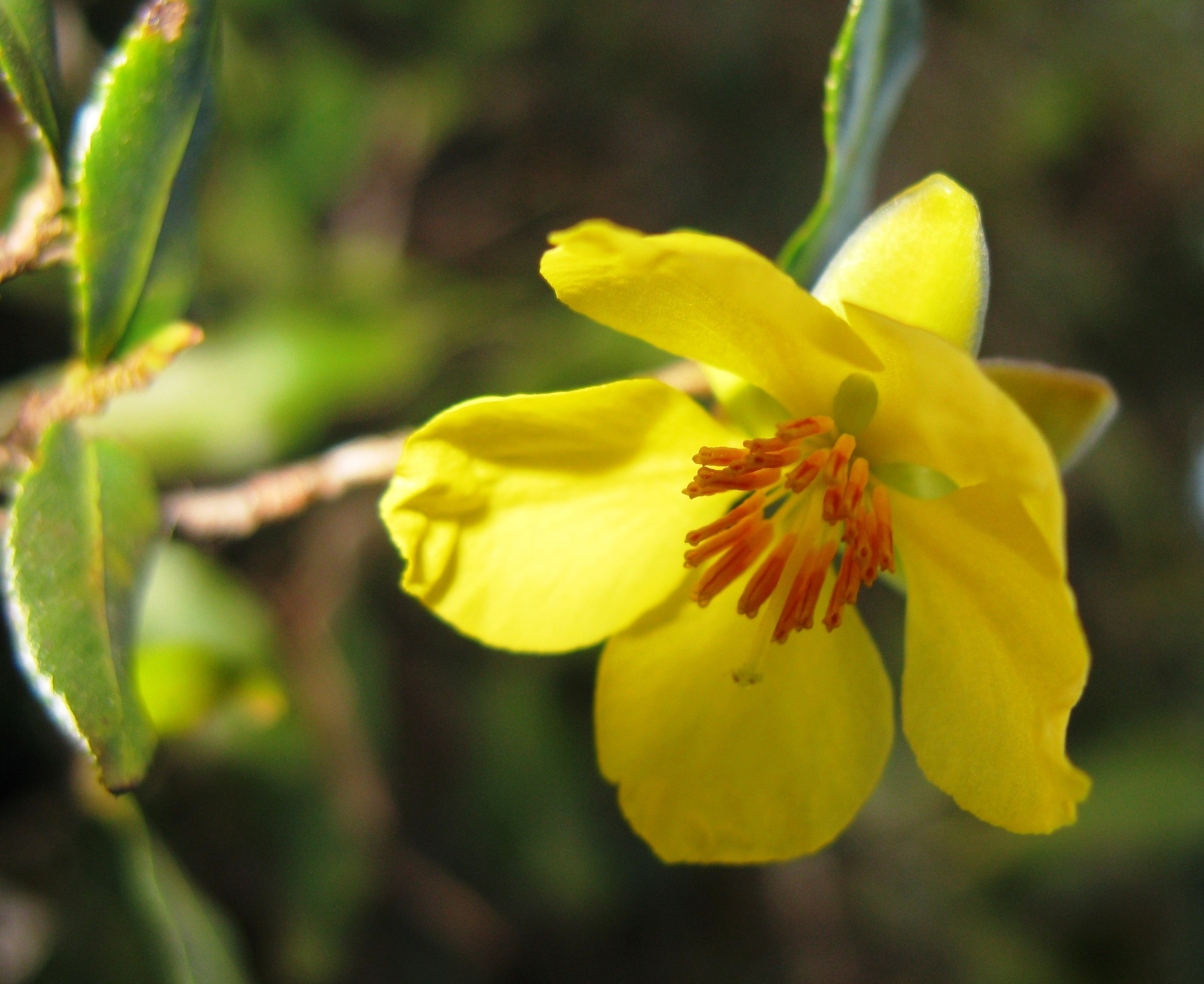 Ochna serrulata