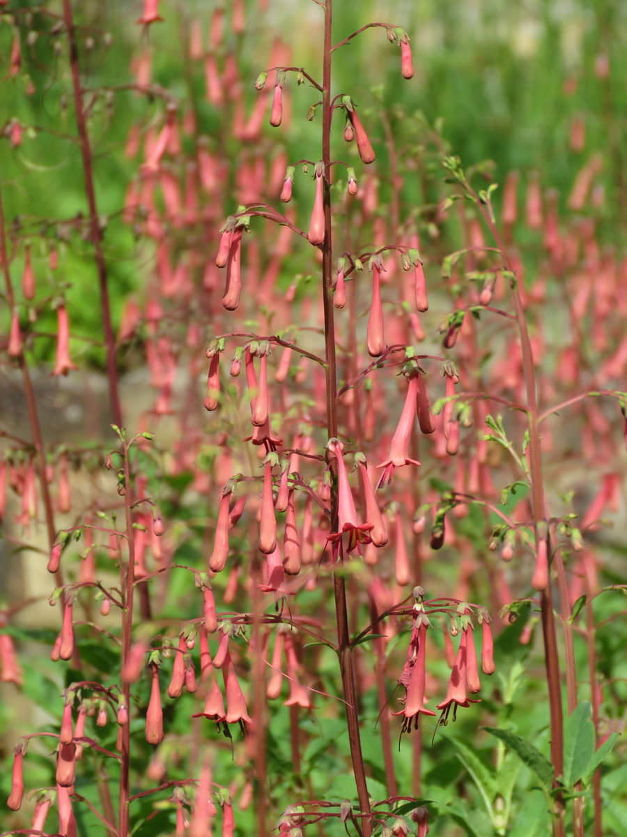 Phygelius capensis
