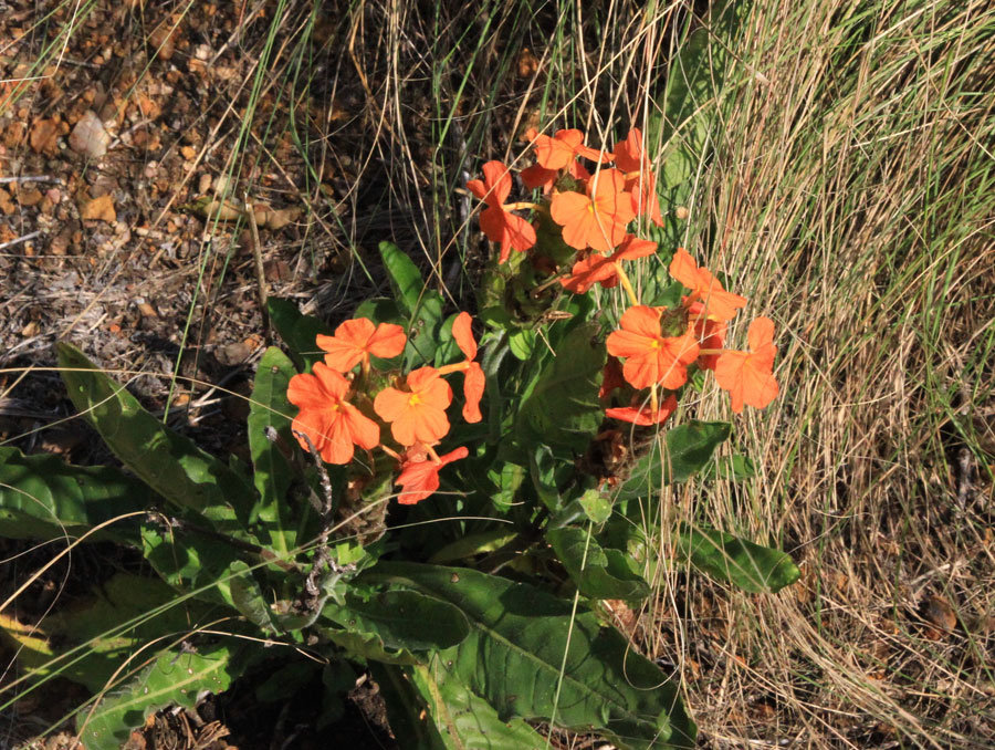Crossandra greenstockii