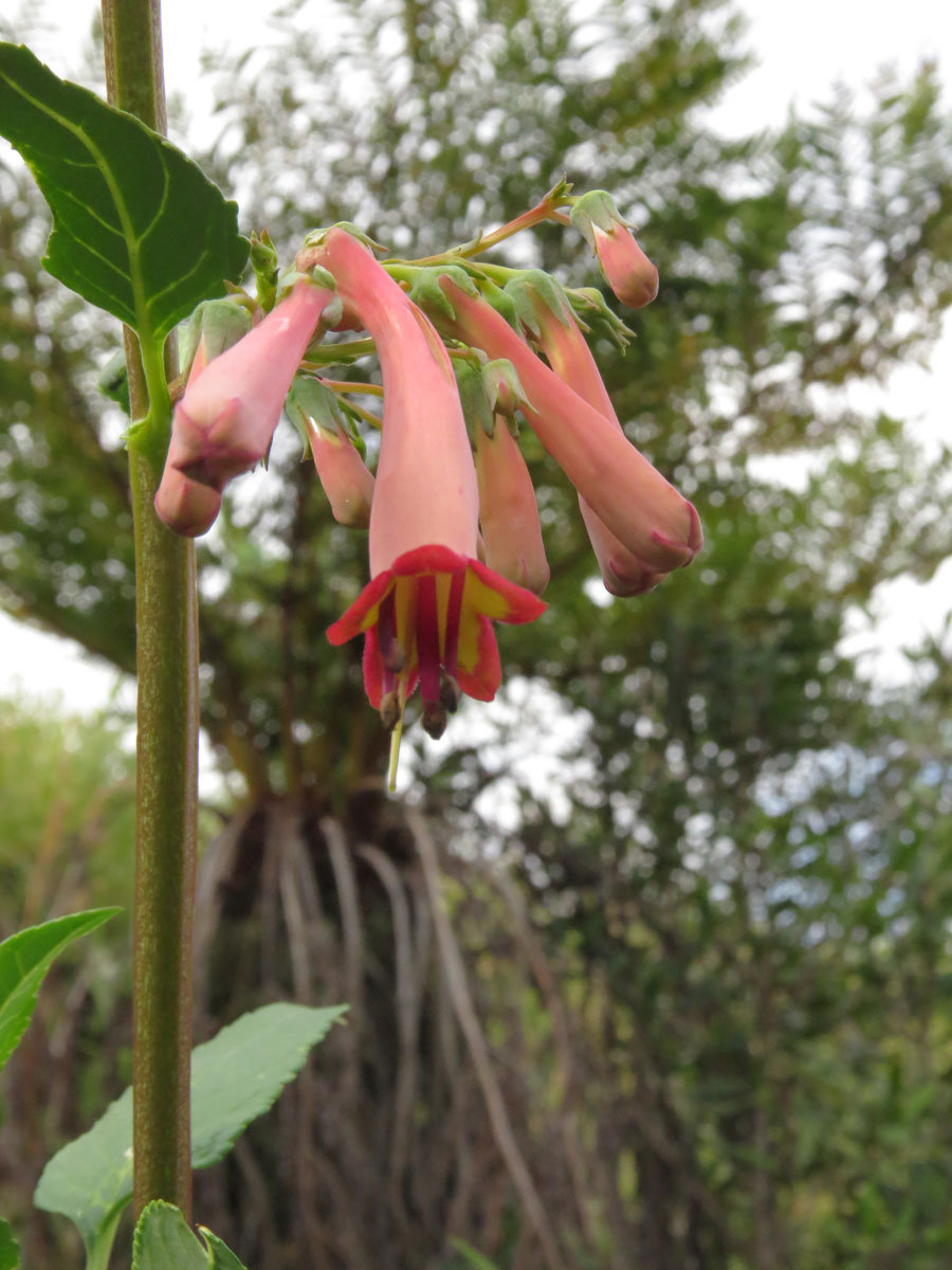 Phygelius aequalis