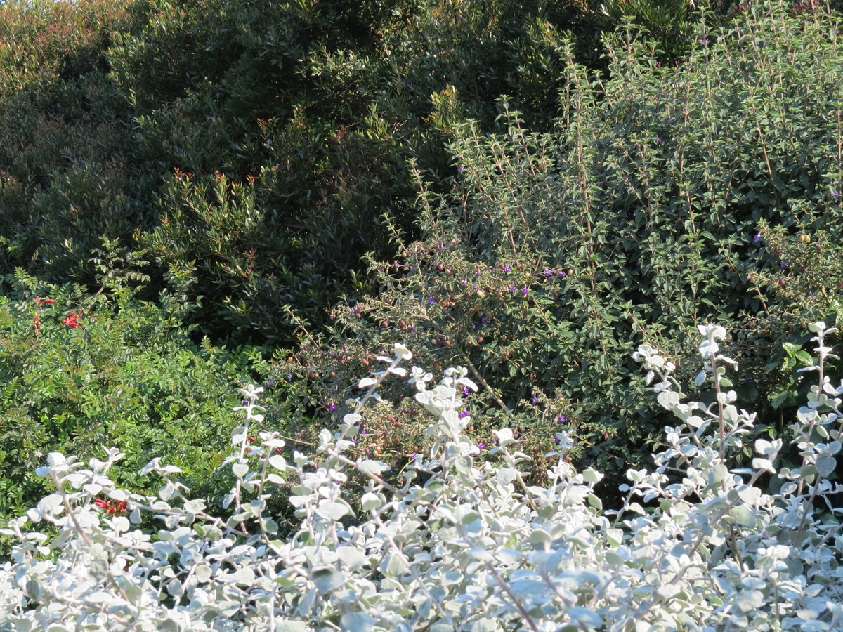 The Indigenous Gardener Web Magazine | Shrub Combinations | Shrub ...