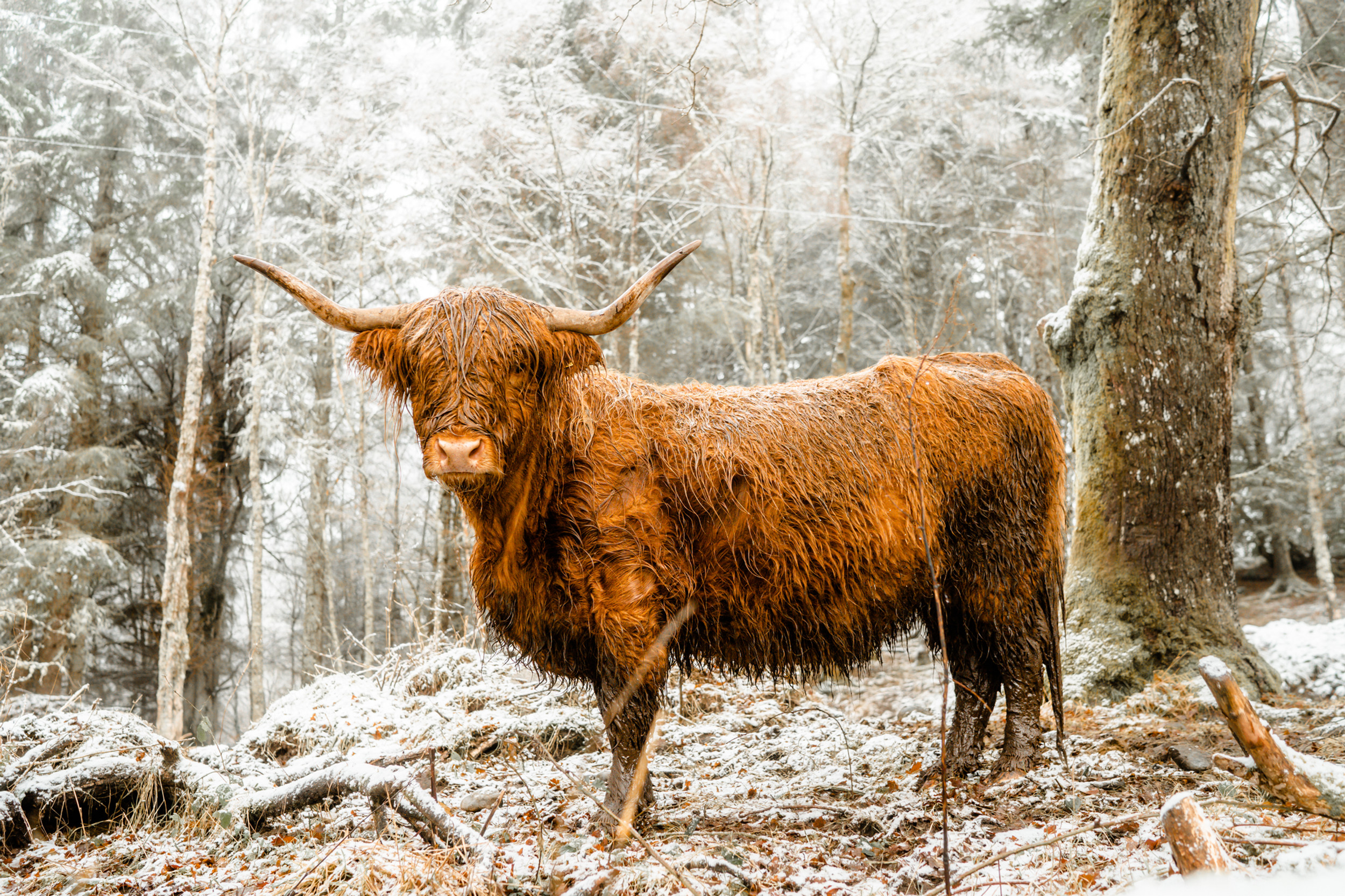 FAQs; The Triangle Lodge