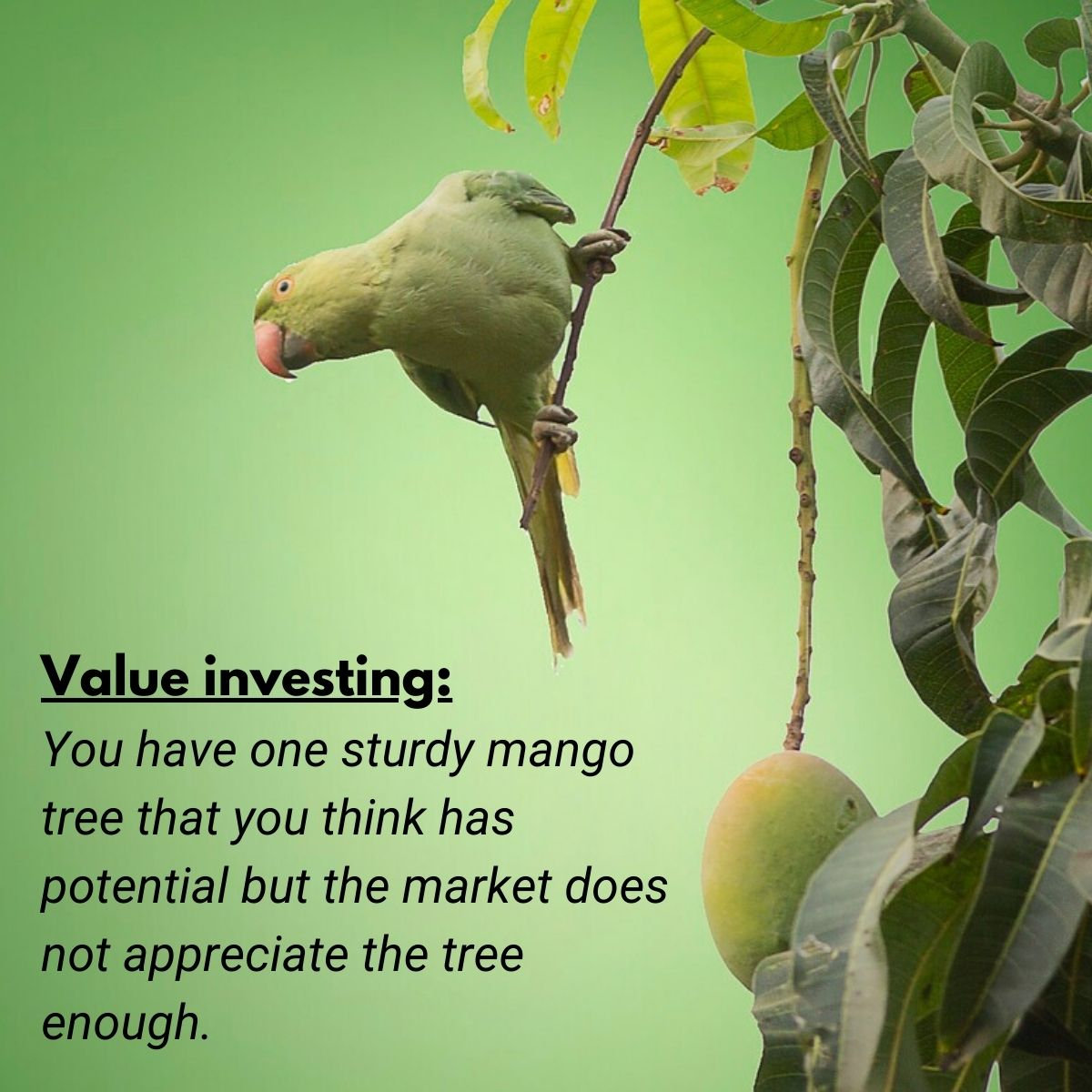 4 Different styles of investing explained with one mango tree 🥭
