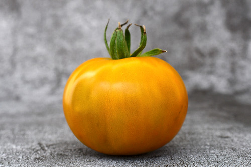 Thorburn's Terra-Cotta | Tomato Monster