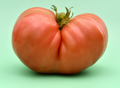 Dester | Tomato Monster