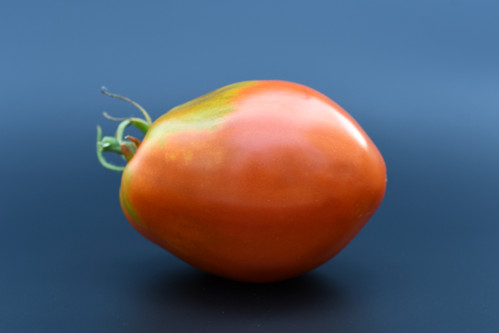 Italian Stallion | Tomato Monster