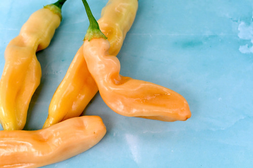 Sugar Rush Peach | Tomato Monster