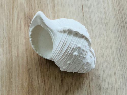 Karacola Whelk Shell | chalk + cheese