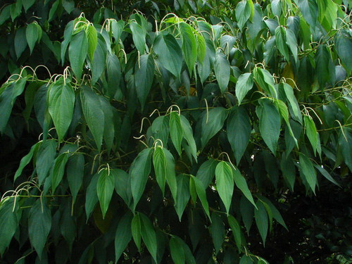 Jaborandi da Mata | Ervanaria