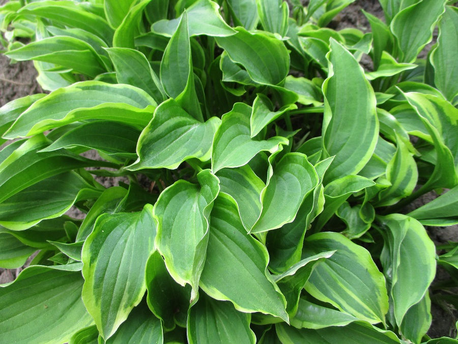 Hosta 'Lemon Delight' | NorgaTalu