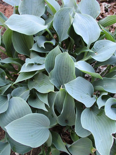 Hosta 'Blue Diamond' | NorgaTalu