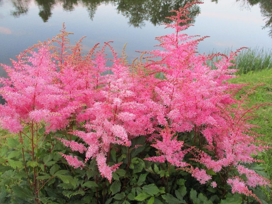 Astilbed | NorgaTalu