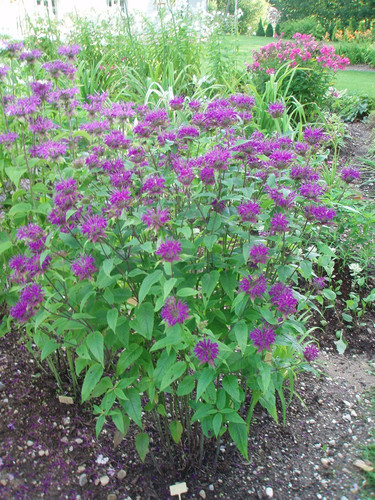 Aedmonarda 'Bee- Pure' | NorgaTalu