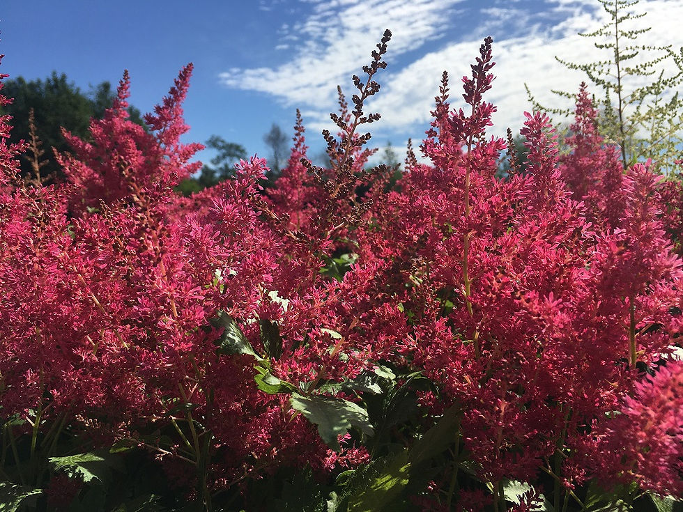 Astilbed | NorgaTalu