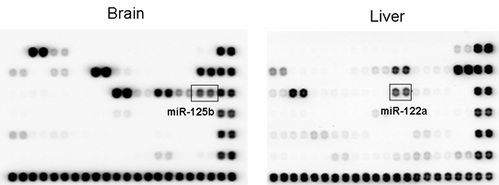 Human miRNA Array I | Signosis