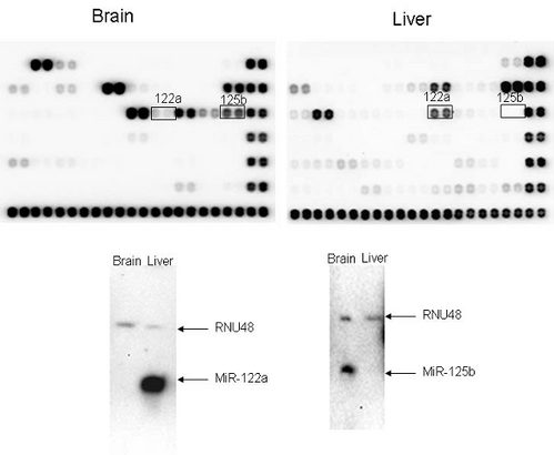 miRNA Northern Blot Assay Kit without gels | Signosis