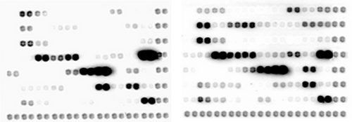 Human Stem Cell-associated miRNA Array | Signosis
