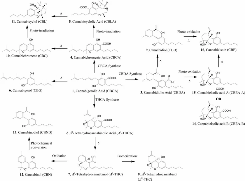 CBG - Cannabigerol: What is it, and What is it Good For?