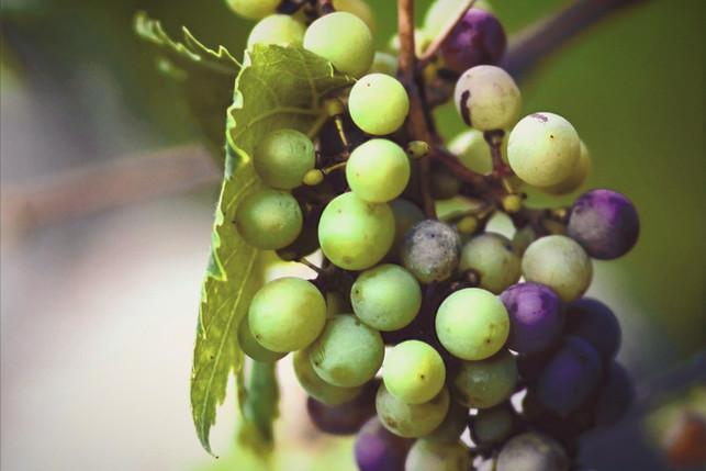 HOME | Applegate Retreat