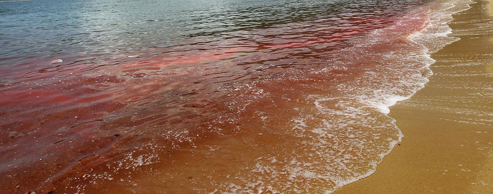 The Red Tide: What to Know Before Your Vacation